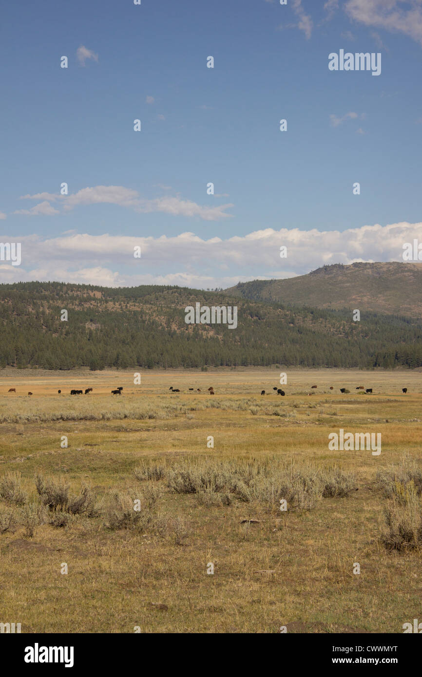 Cattle in a range in the US national Forest in Dog Valley California ...