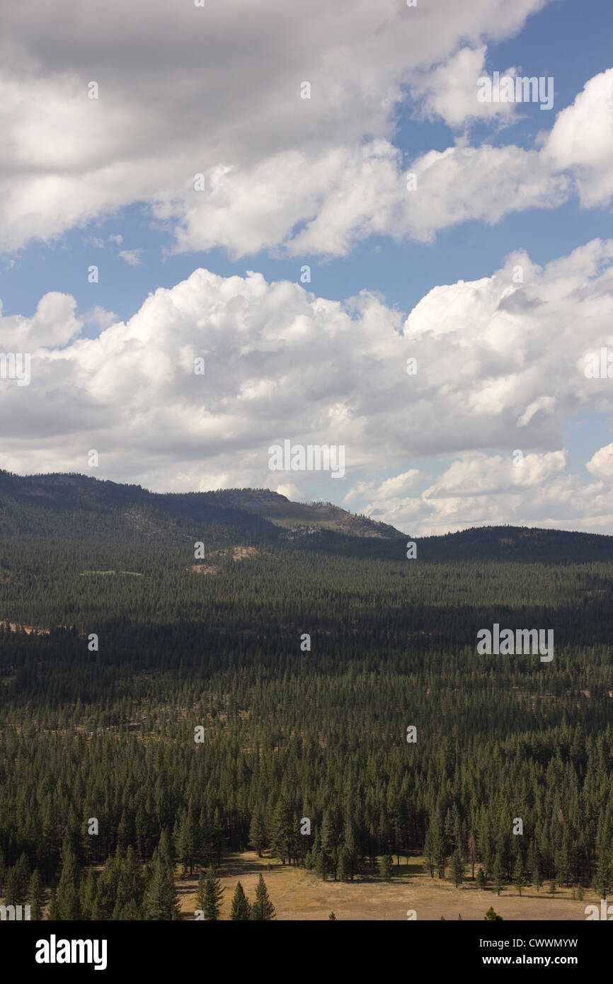 Aerial of a pine tree forest - Dog Valley California Stock Photo - Alamy
