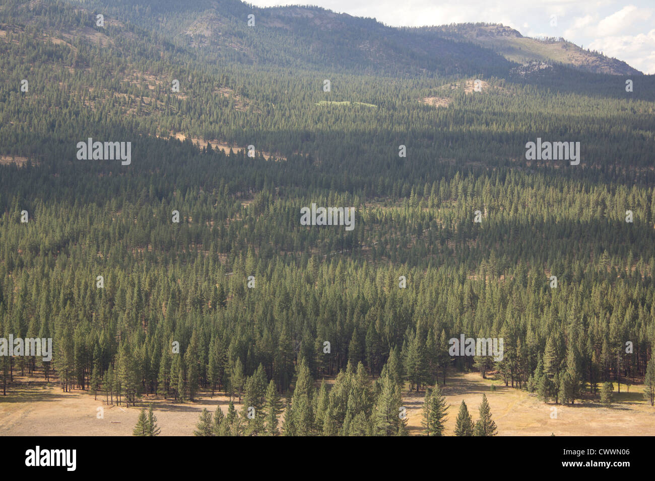 Aerial of a pine tree forest - Dog Valley California Stock Photo - Alamy