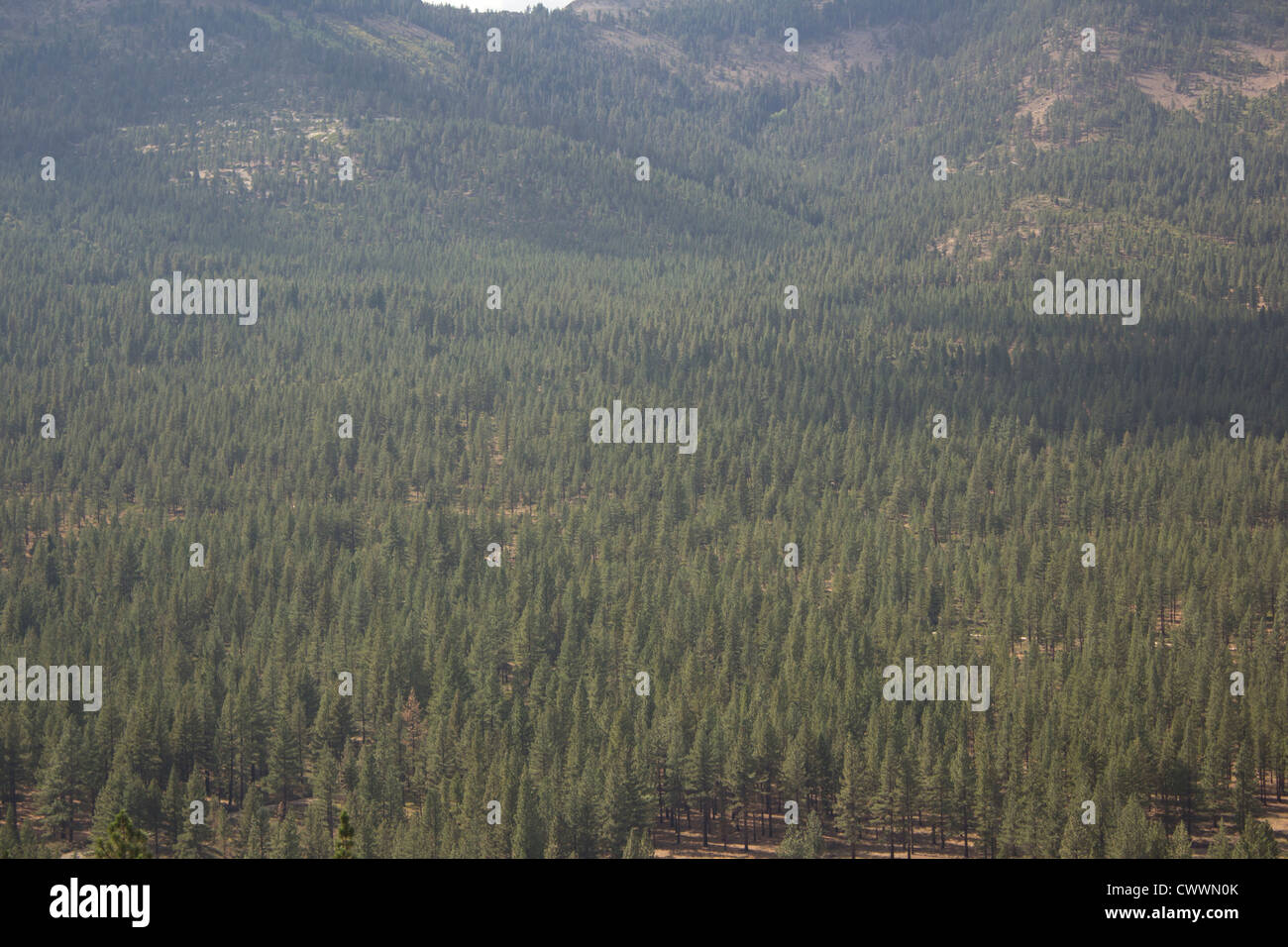 Aerial of a pine tree forest - Dog Valley California Stock Photo - Alamy