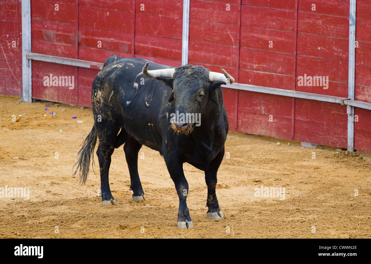 powerful Spanish bull in a bullfight Stock Photo - Alamy