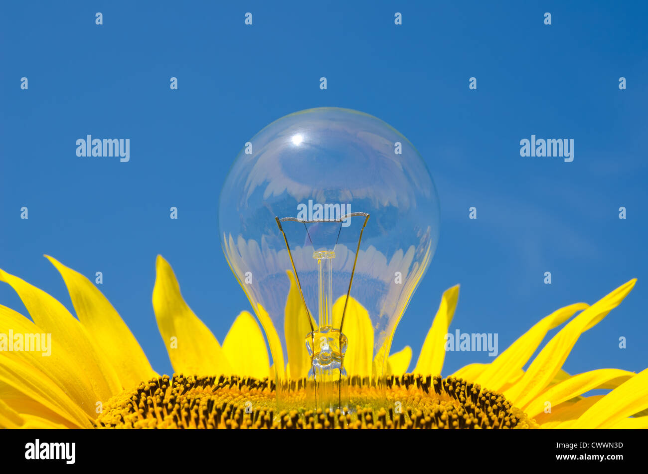 light bulb and sunflower Stock Photo - Alamy