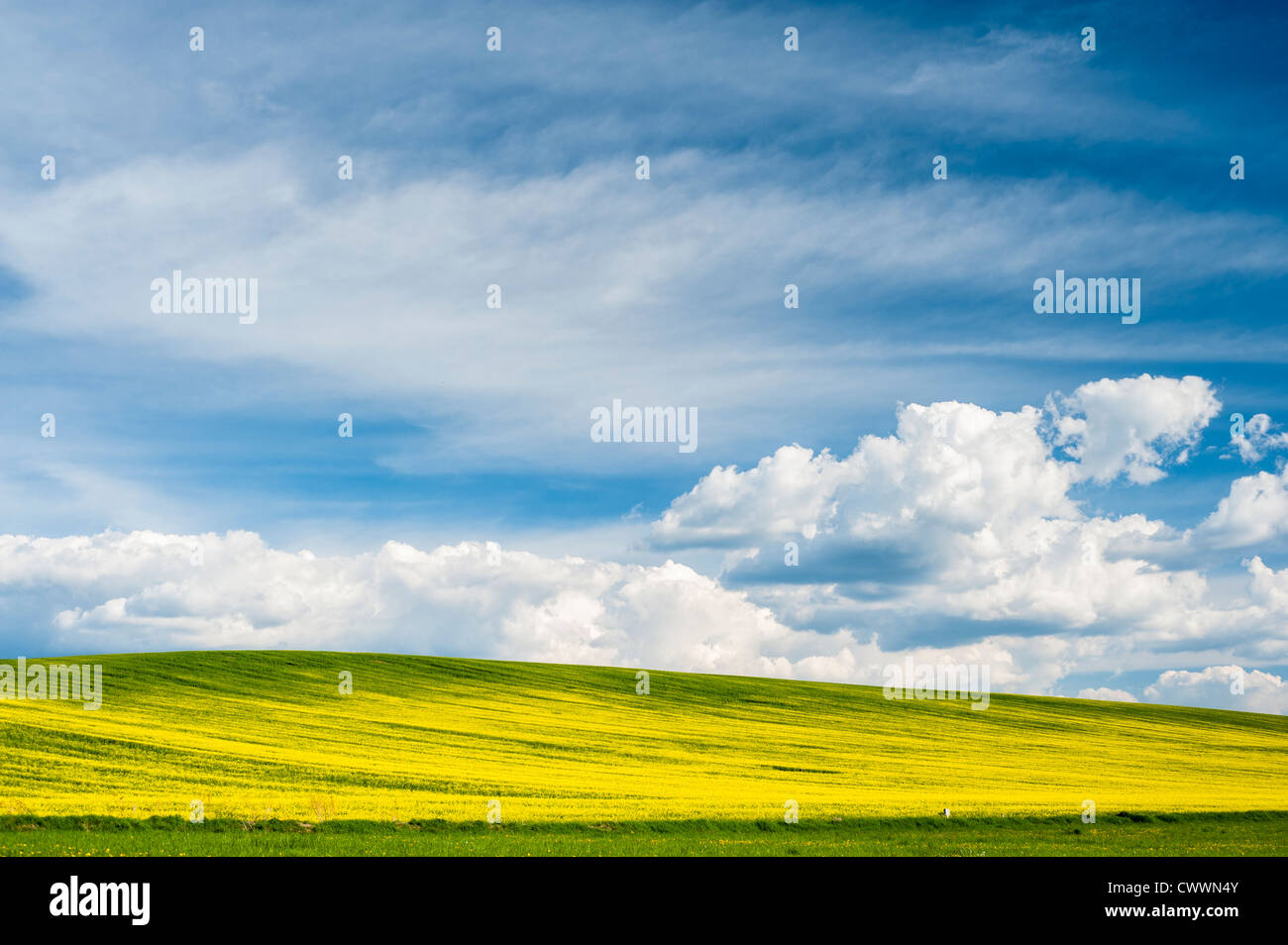 simple horizon with yellow field and cloudy sky Stock Photo - Alamy