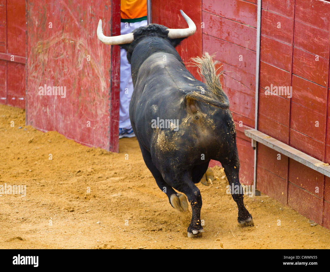 Powerful bull hitting the bullring barrier Stock Photo - Alamy