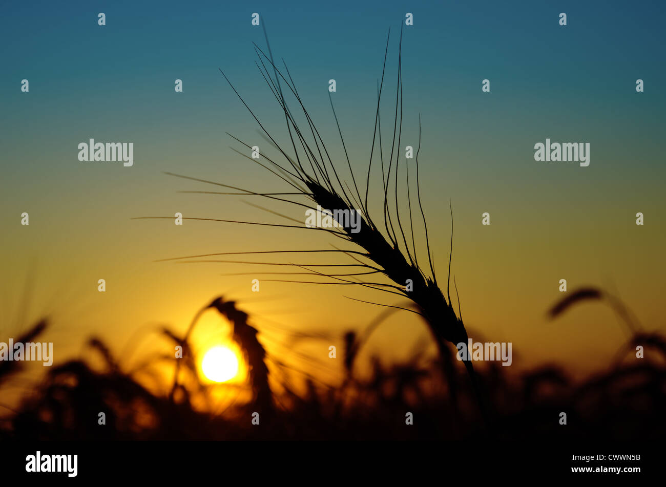 golden sunset over harvest field Stock Photo - Alamy
