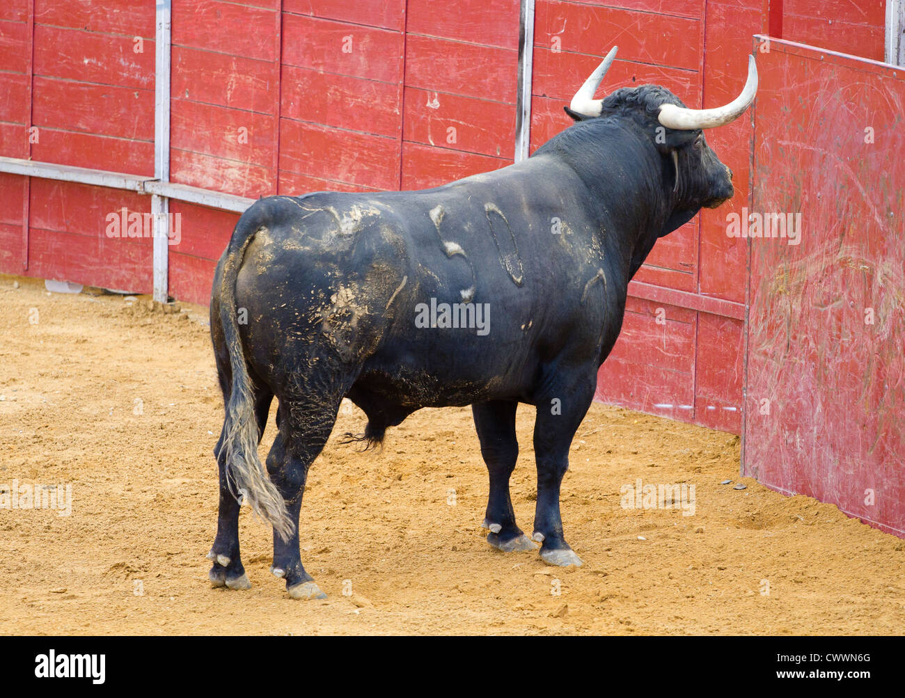 Bull Waiting for the bullfighter Stock Photo - Alamy