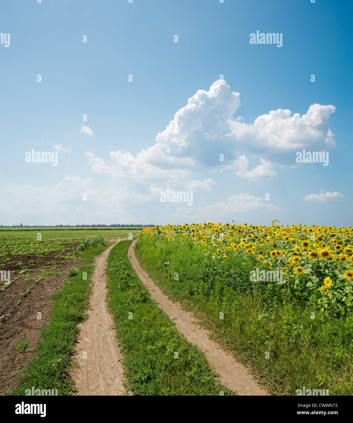 Road in field under clouds Stock Photo - Alamy