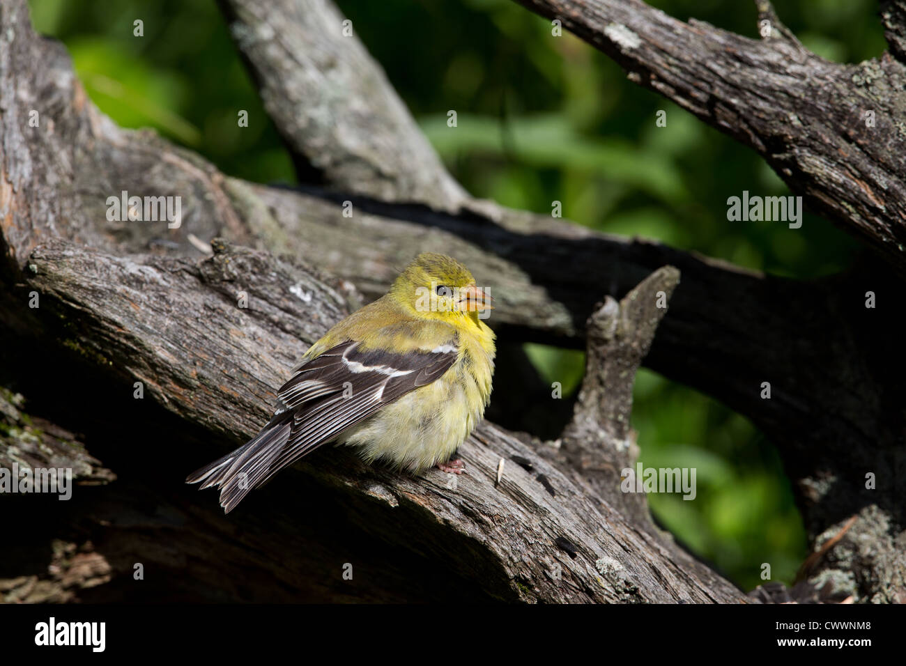 American goldfinch nest hi-res stock photography and images - Alamy