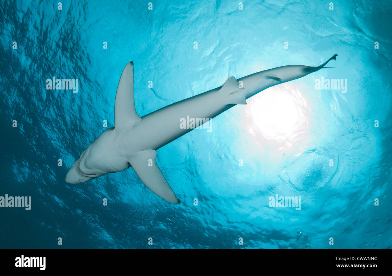 Mako shark hi-res stock photography and images - Alamy