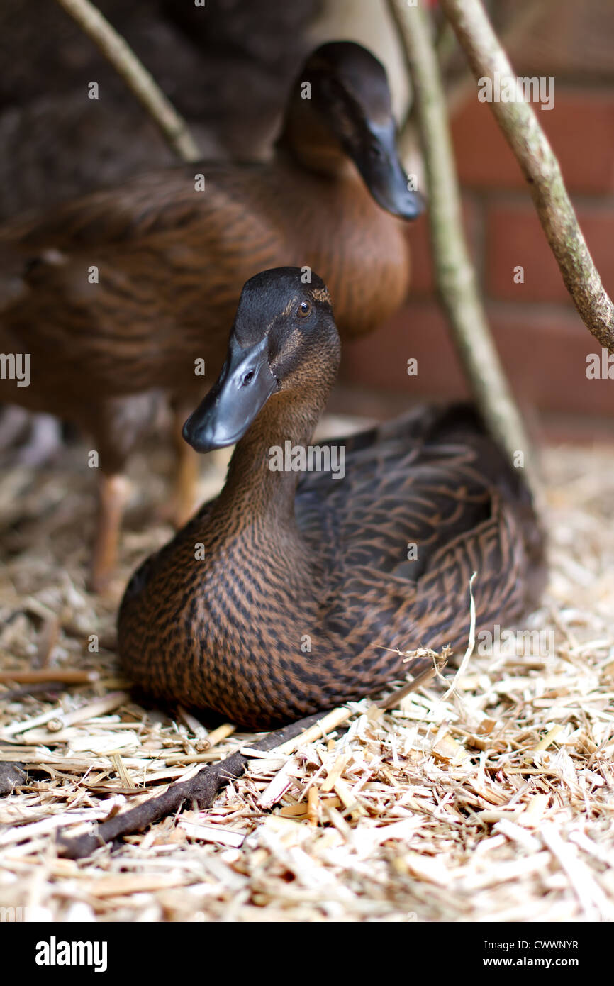 Khaki campbell duck hi-res stock photography and images - Alamy