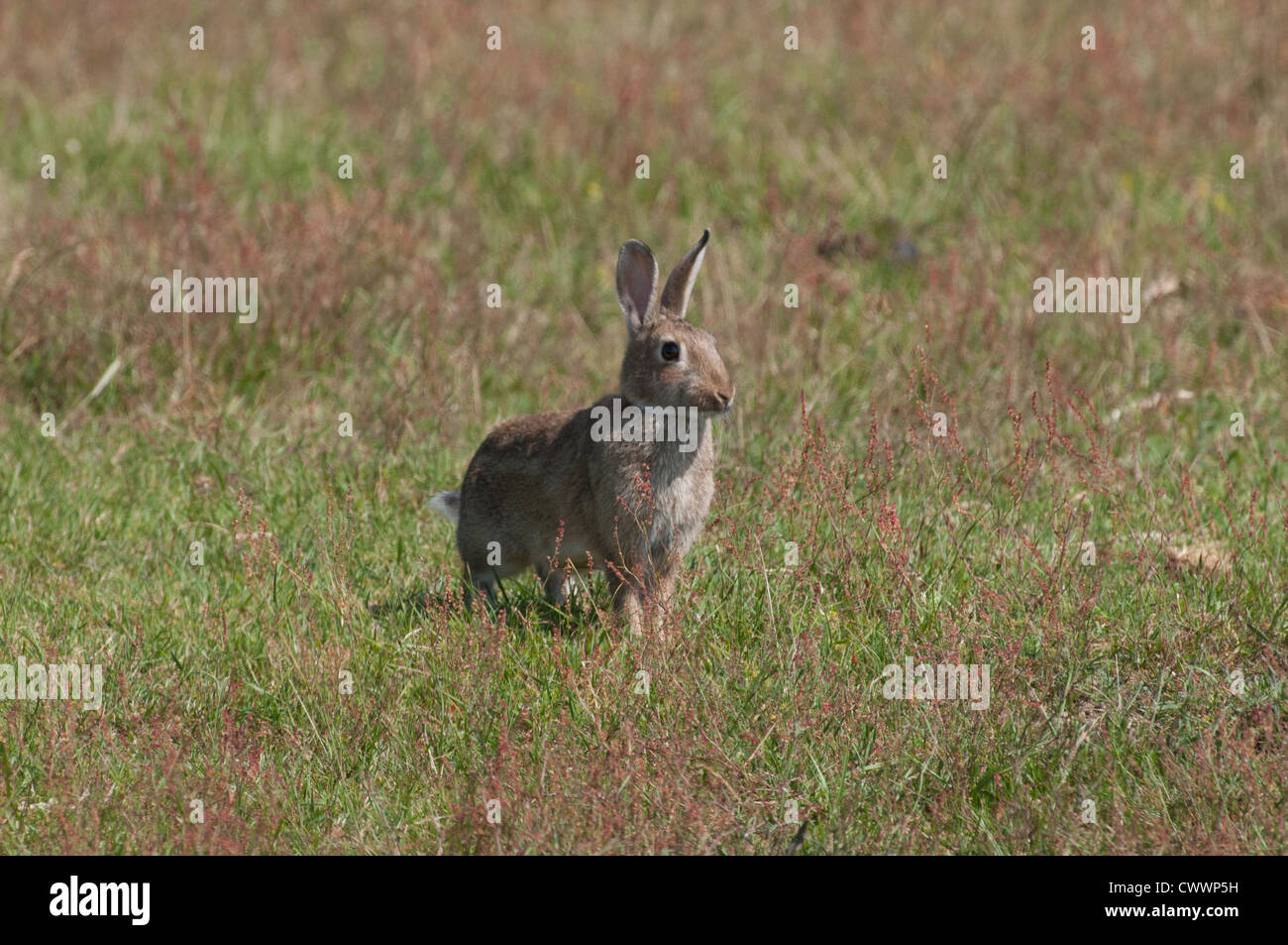 Rabbit (Oryctolagus cuniculus Stock Photo - Alamy