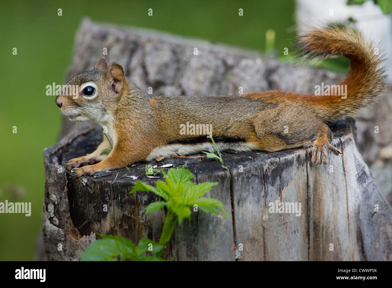 Wisconsin red squirrel hi-res stock photography and images - Alamy