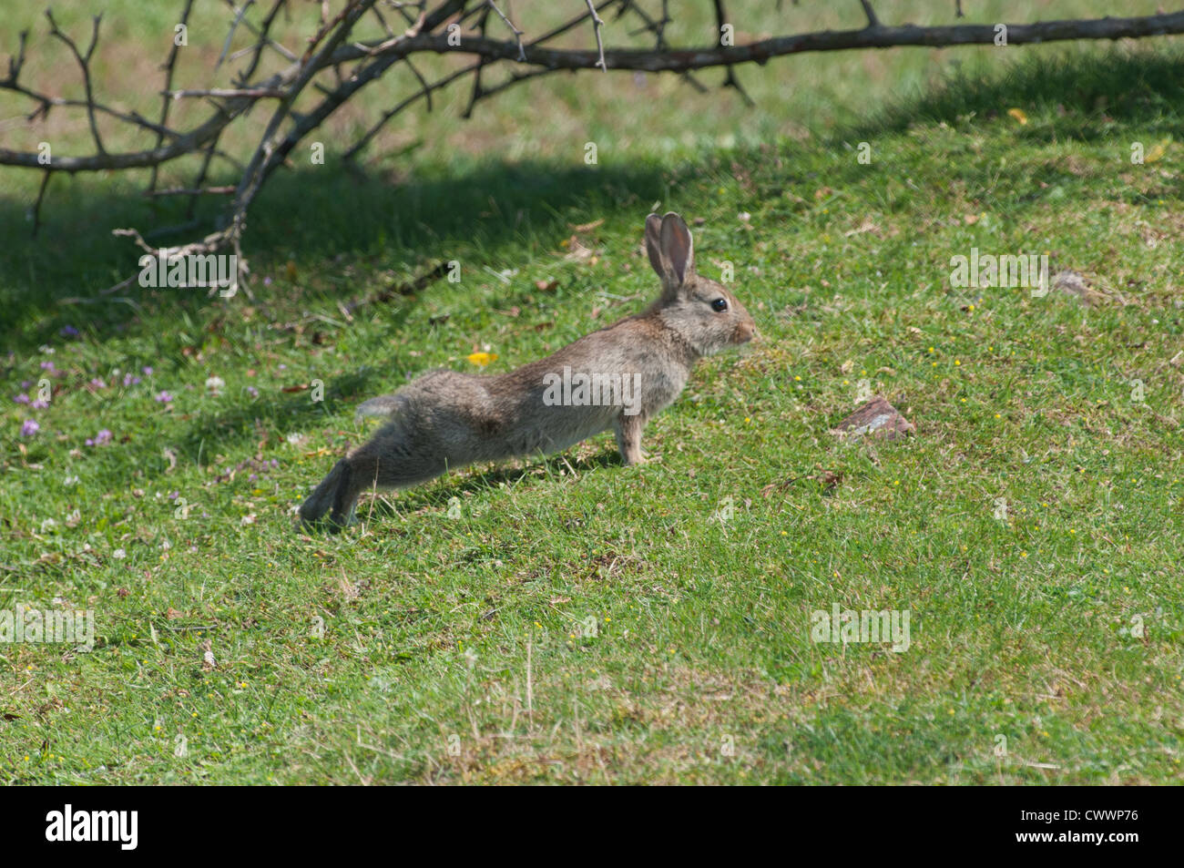 Young rabbit (Oryctolagus cuniculus) streching his legs before next run ...