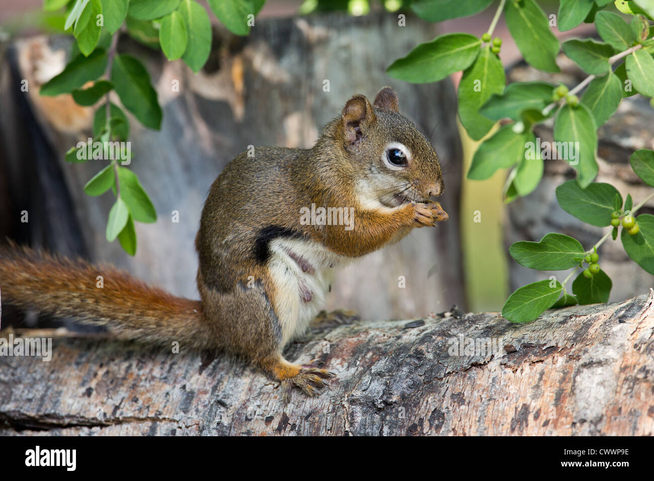Wisconsin red squirrel hi-res stock photography and images - Alamy