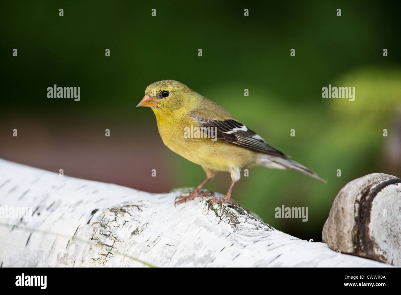Bright yellow and black finch hi-res stock photography and images - Alamy