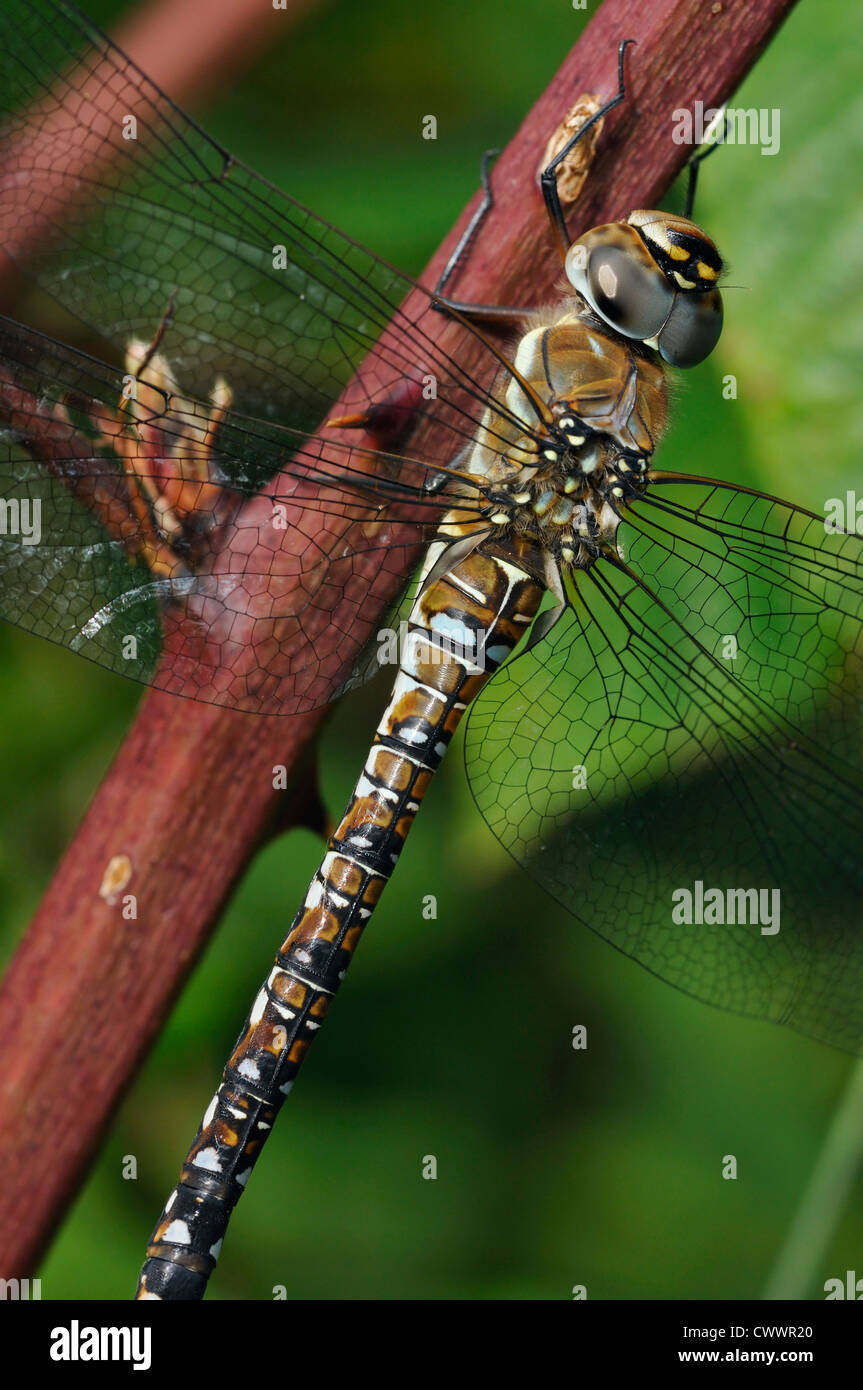 Migrant Hawker Dragonfly - Aeshna mixta Adult Female Stock Photo - Alamy