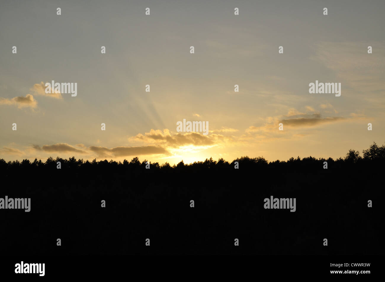 Sunset forest hi-res stock photography and images - Alamy