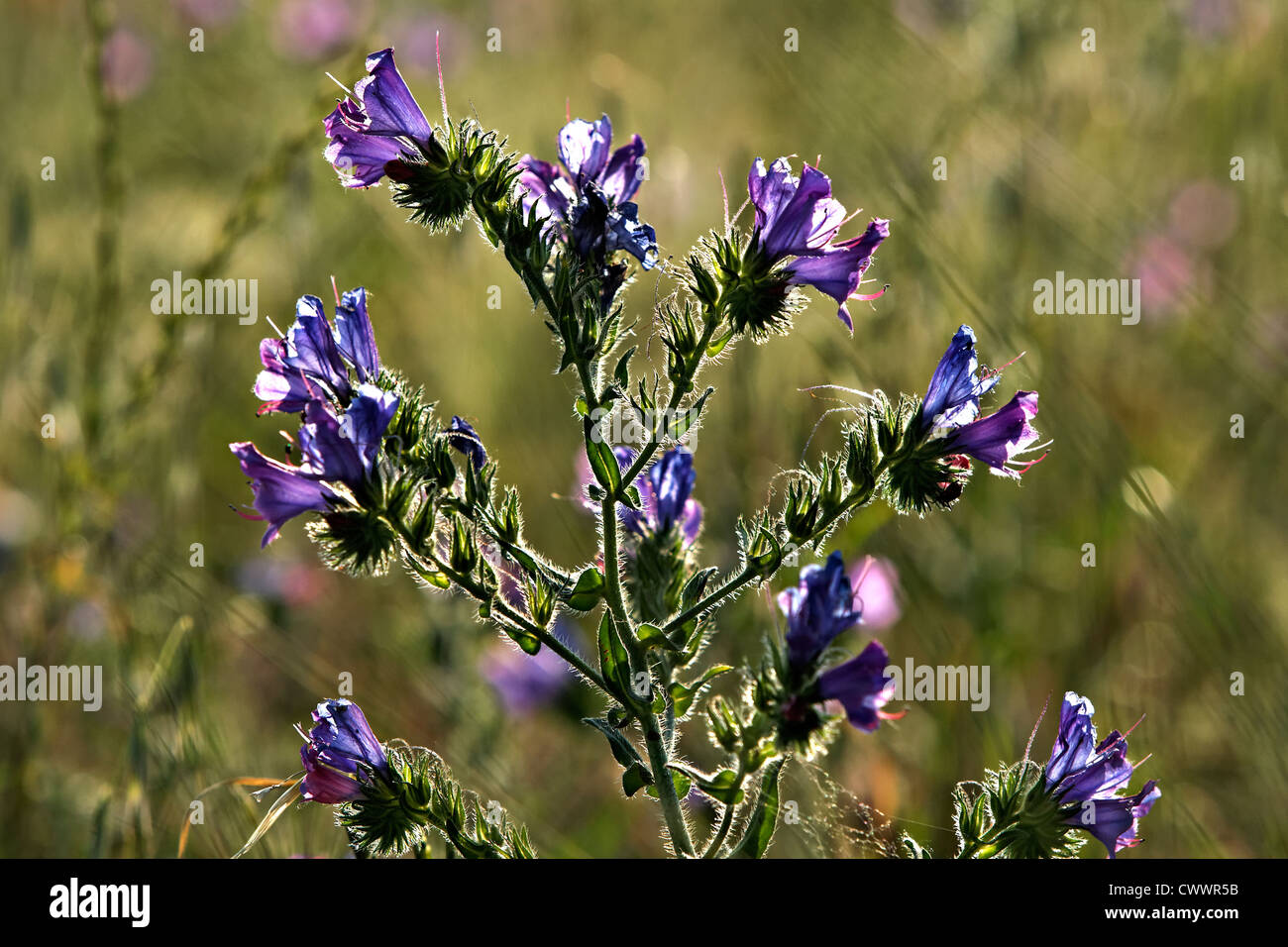 Viper's Bugloss ( Echium vulgare Stock Photo - Alamy