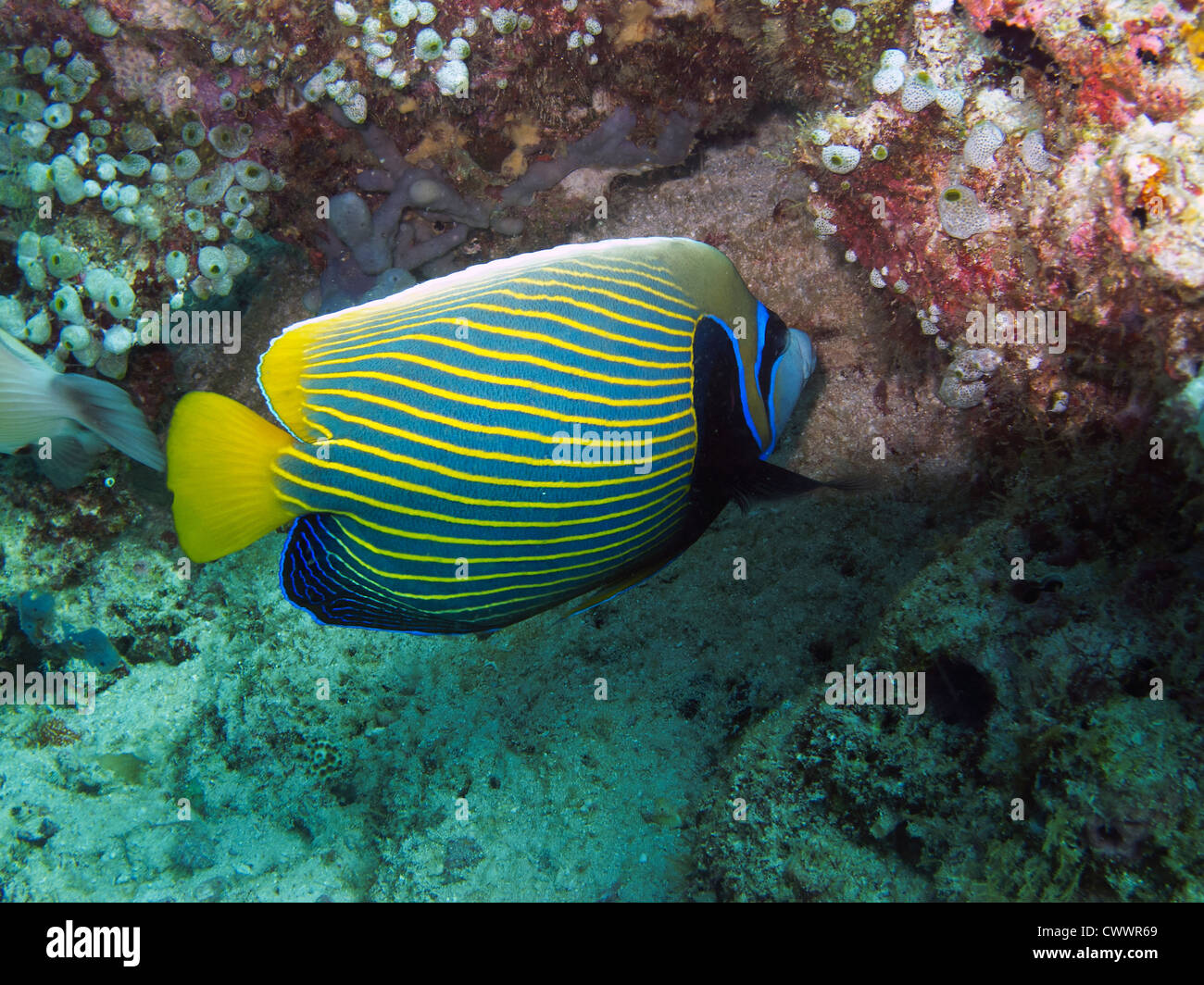 Imperial Angelfish (Pomacanthus imperator Stock Photo - Alamy