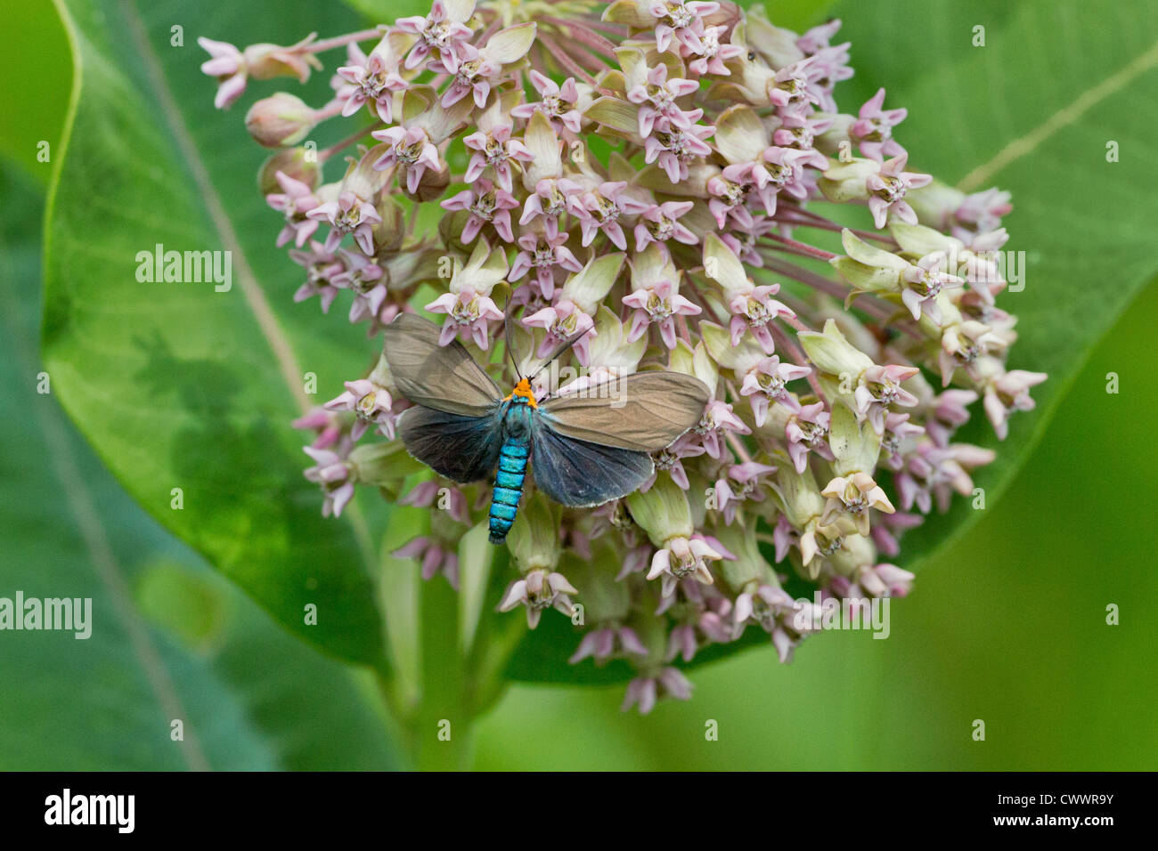 Moth feathery antenna hi-res stock photography and images - Alamy