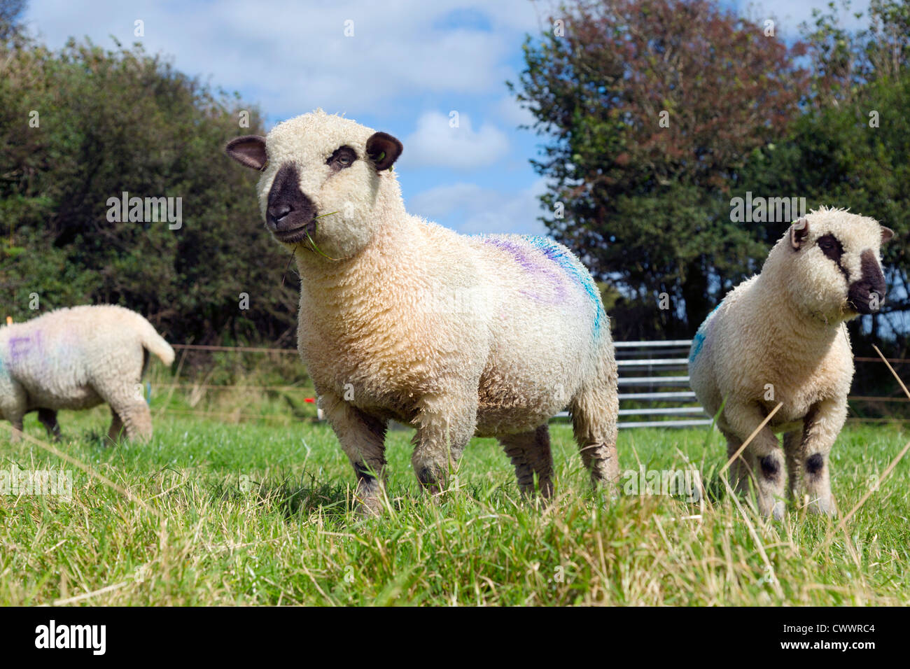 Dorset Down Ewes; Sheep; UK Stock Photo - Alamy