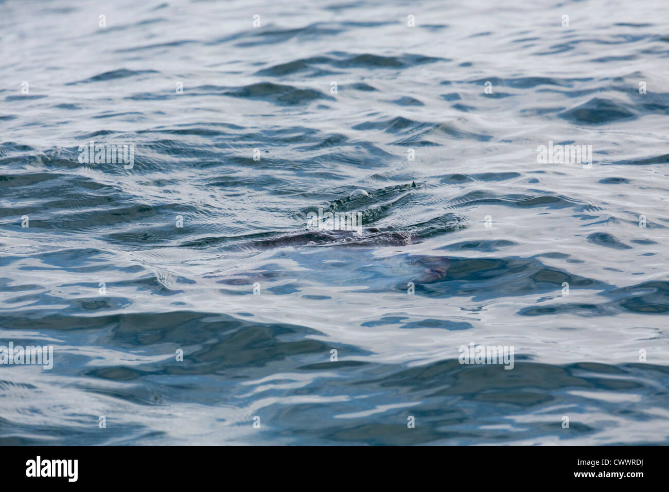 Ocean Sunfish High Resolution Stock Photography and Images - Alamy