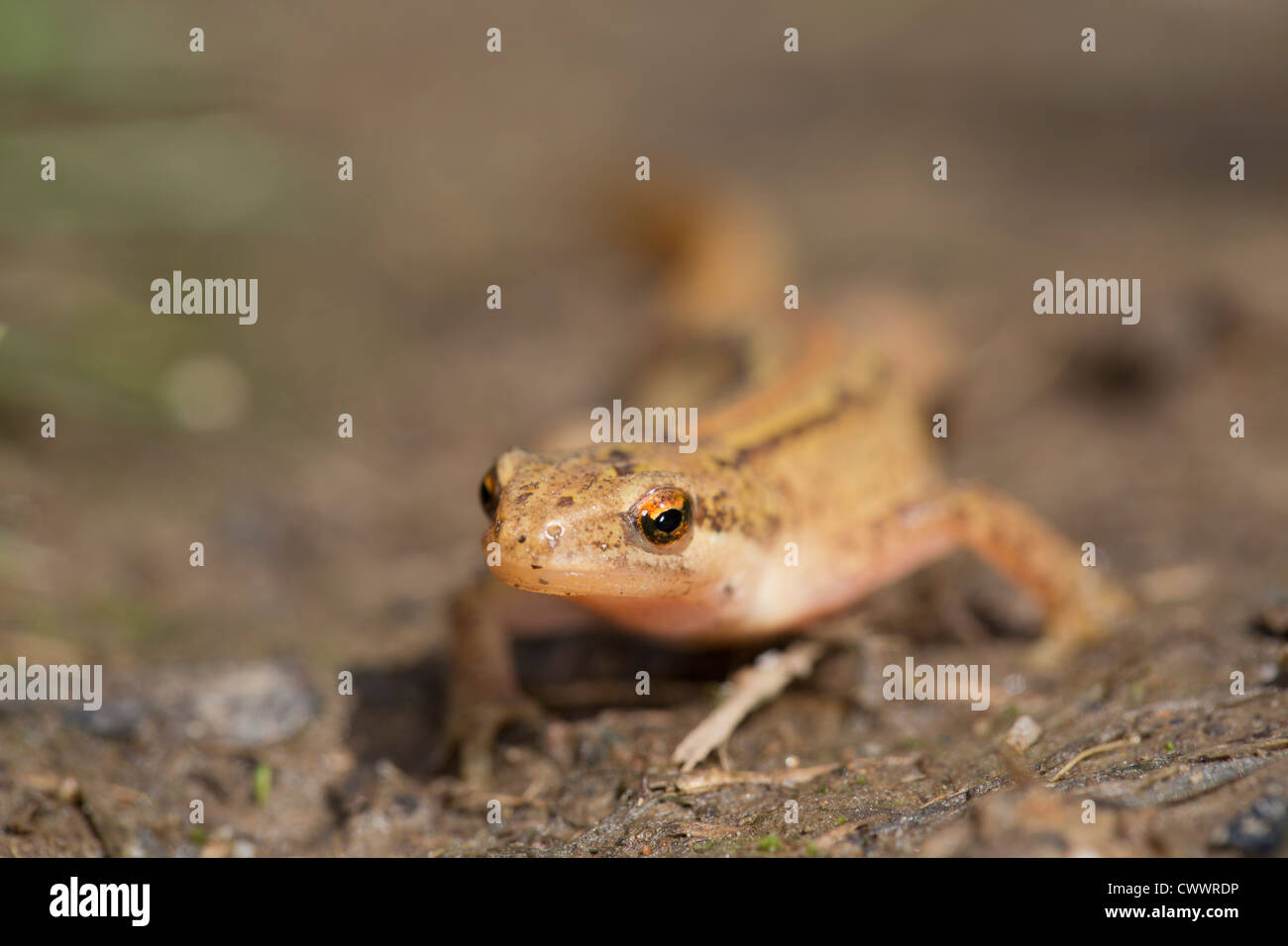 Palmate Newt; Triturus helvetica; face; UK Stock Photo - Alamy