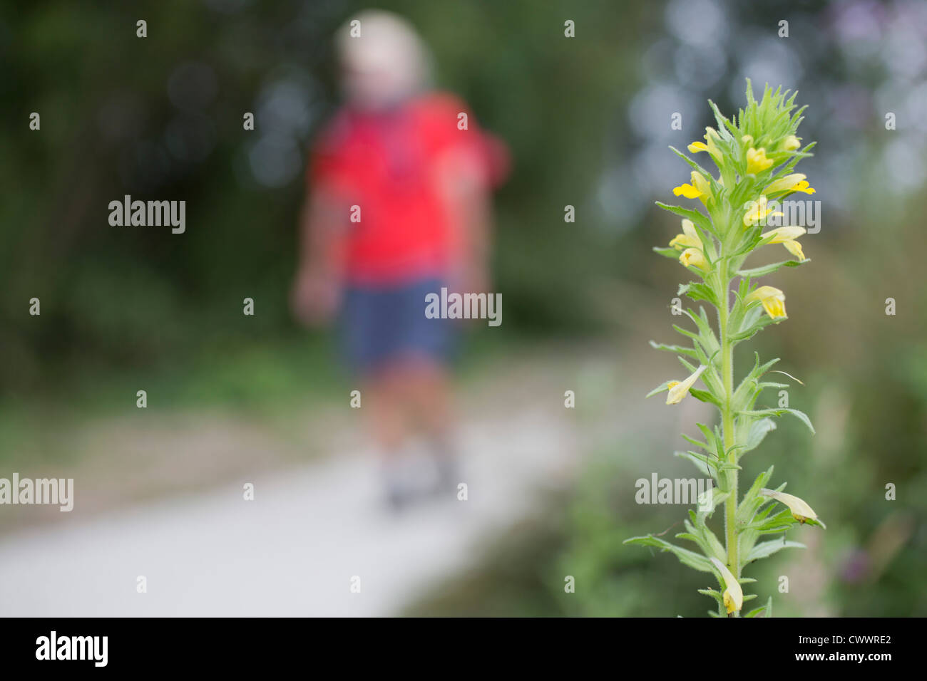 Yellow bartsia hi-res stock photography and images - Alamy