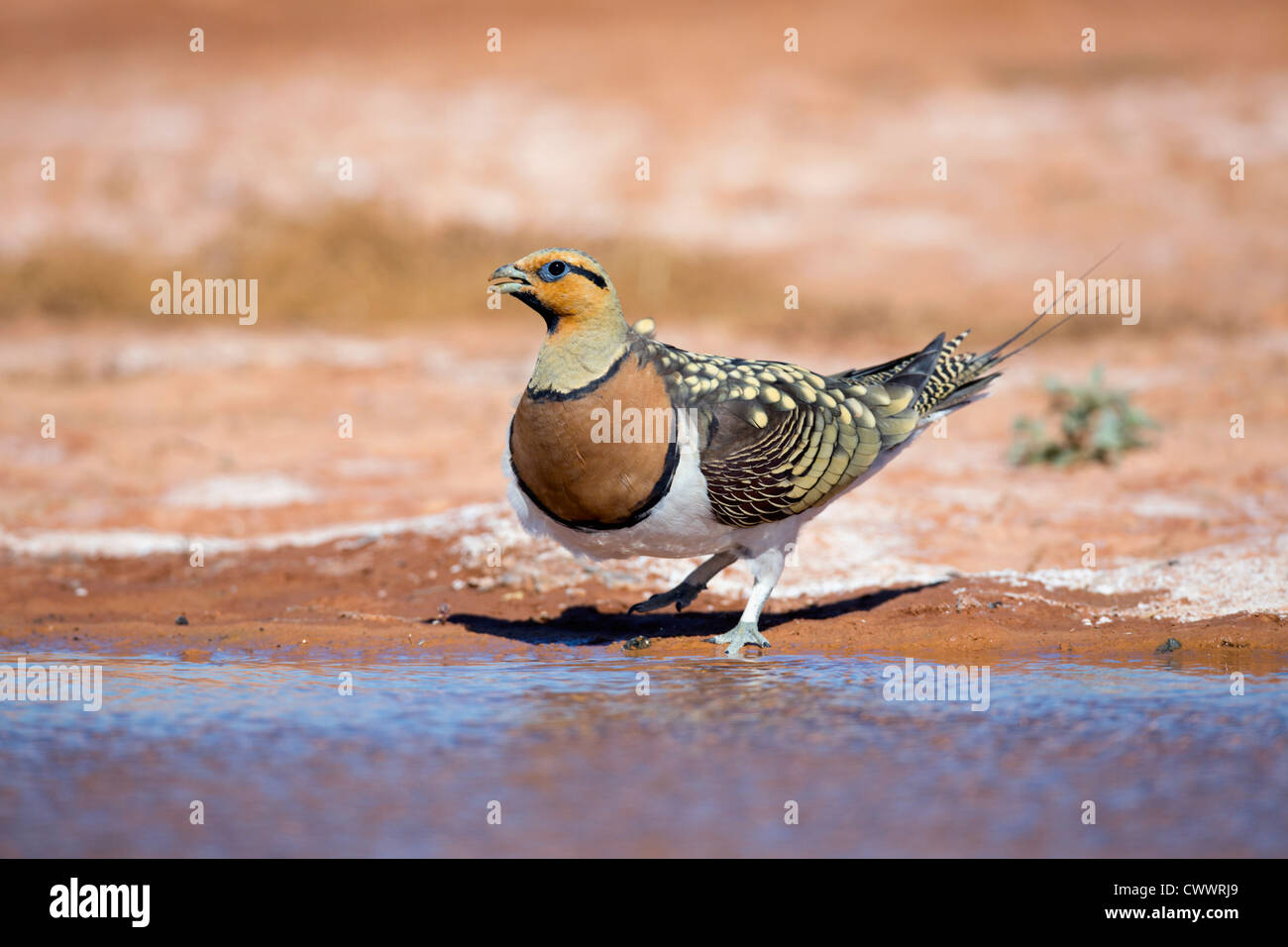 Pin Tailed Sandgrouse; Pterocles alchata;drinking at pool; Spain ...