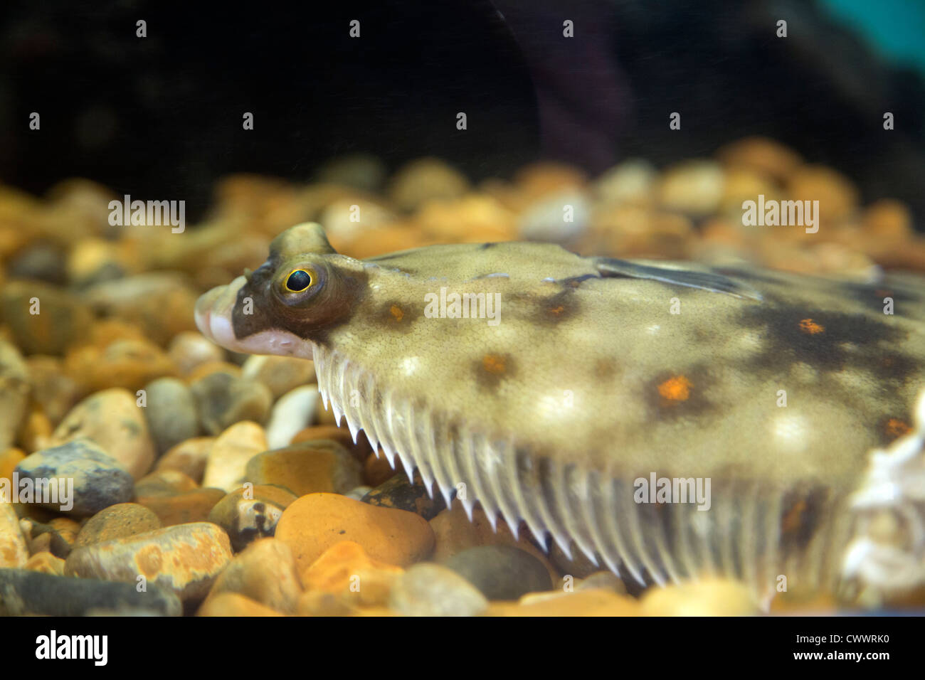 Plaice hi-res stock photography and images - Alamy