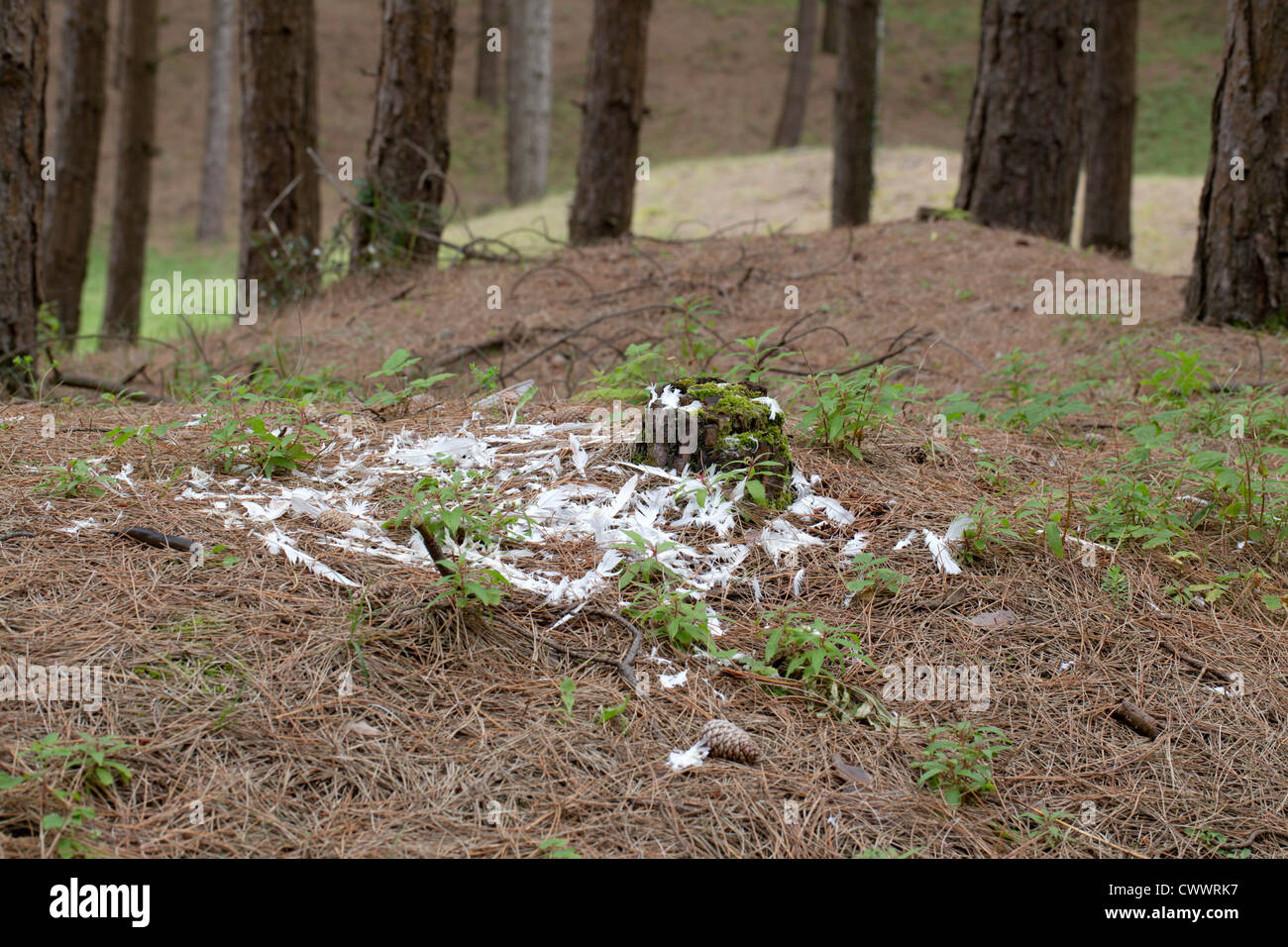 Plucking Post; feathers on ground; woodland; UK Stock Photo - Alamy