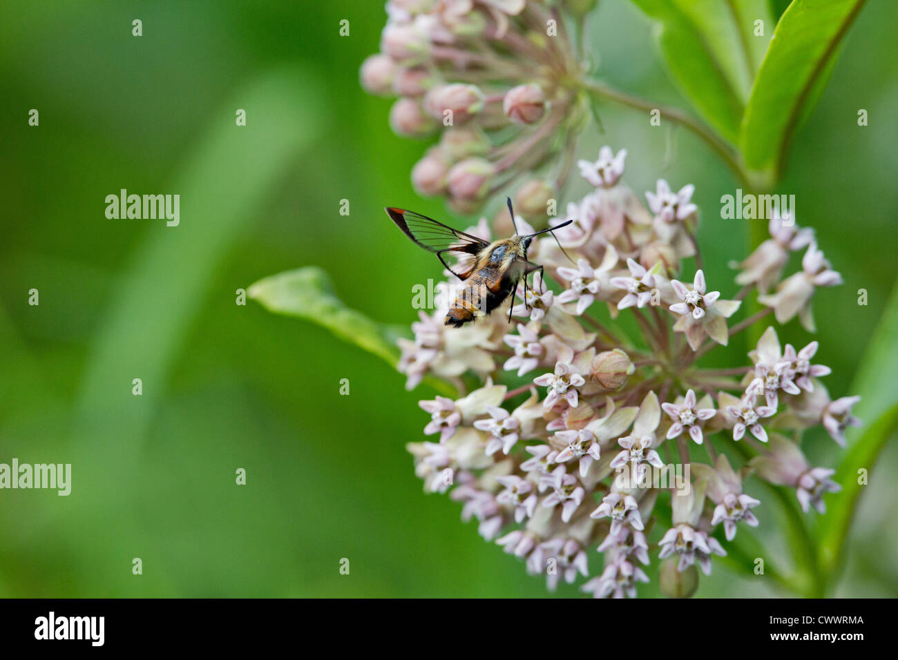 Snowberry clearwing moth Stock Photo - Alamy