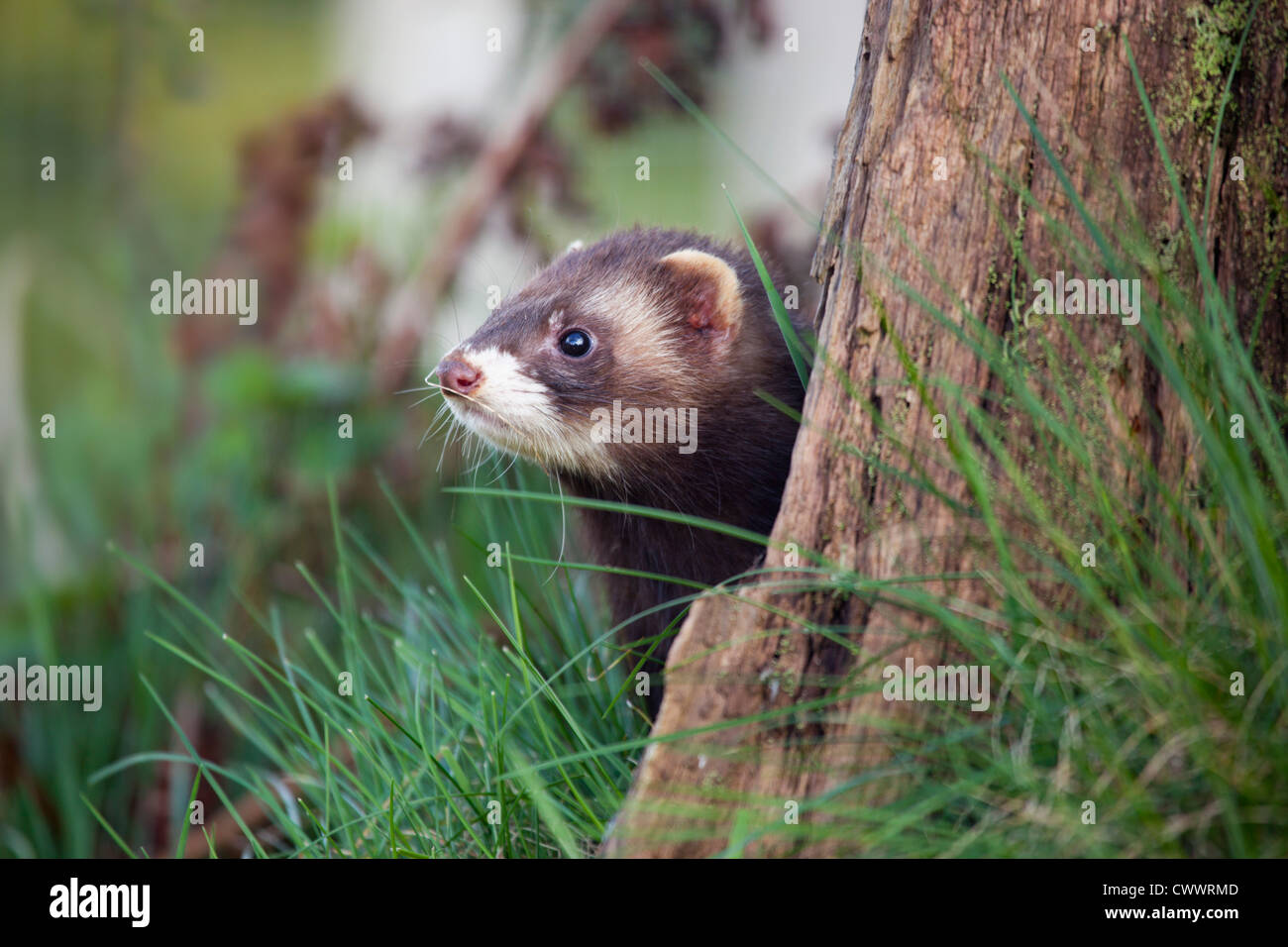 Uk polecat hi-res stock photography and images - Alamy