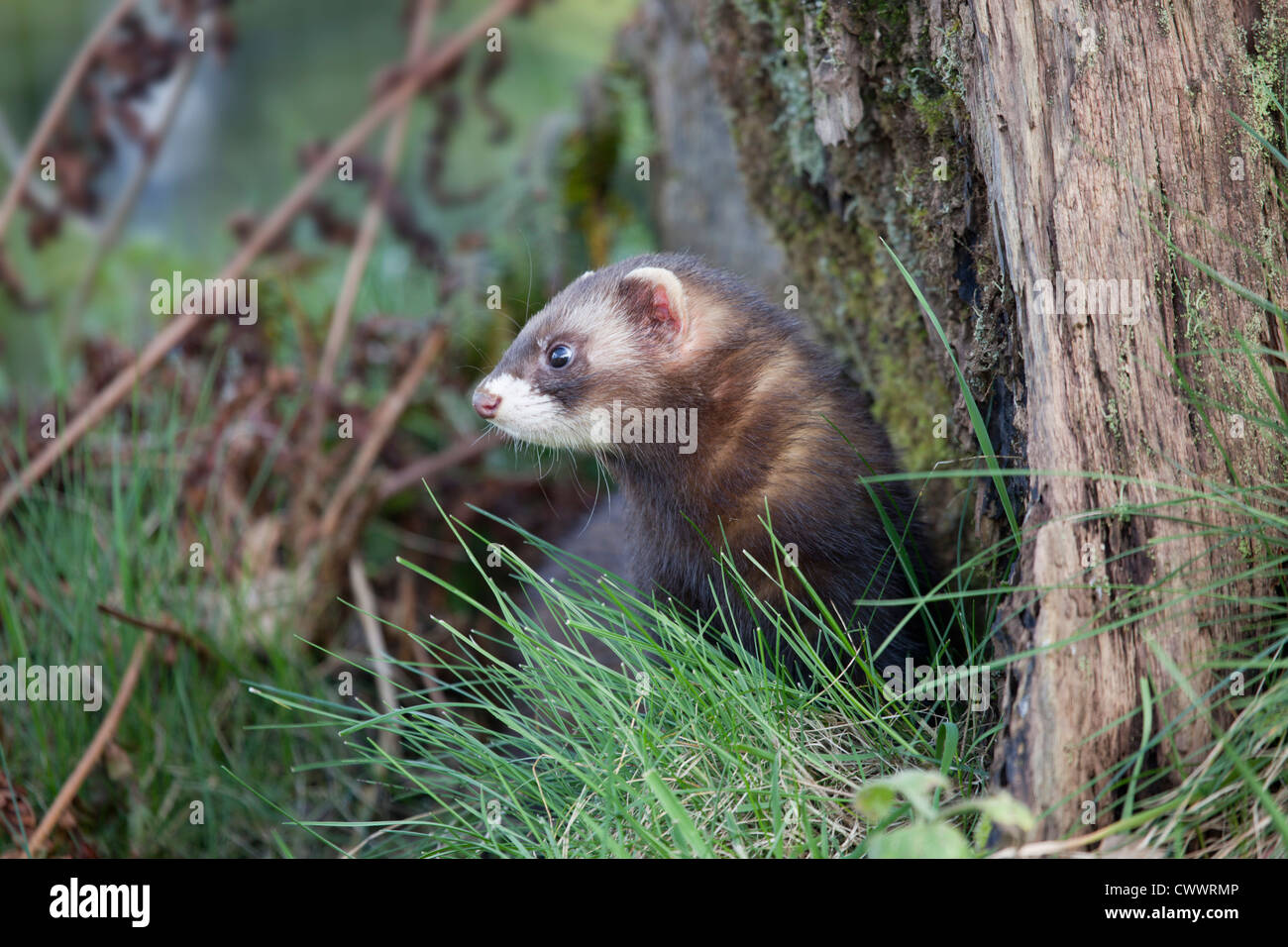 Polecat uk hi-res stock photography and images - Alamy