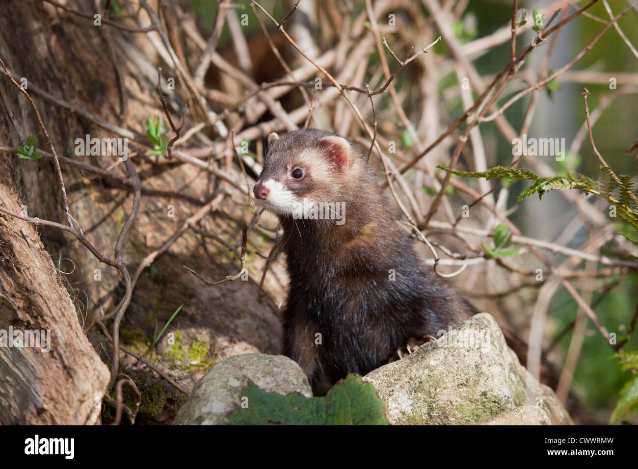 Polecat scotland hi-res stock photography and images - Alamy