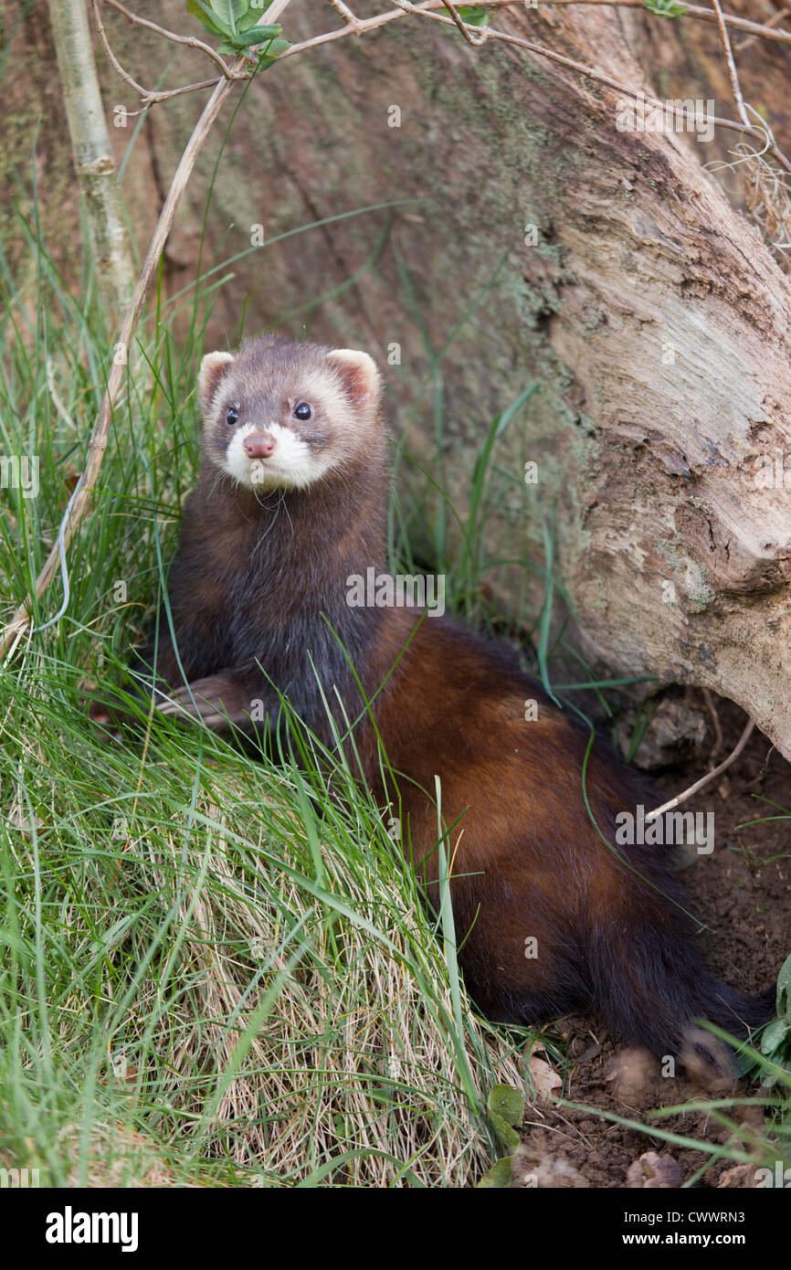 Uk Polecat Stock Photos & Uk Polecat Stock Images - Alamy