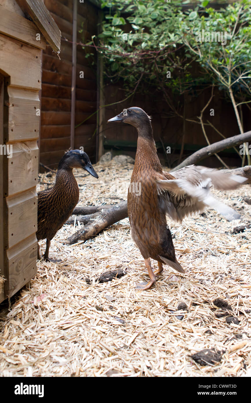 Khaki campbell duck hi-res stock photography and images - Alamy