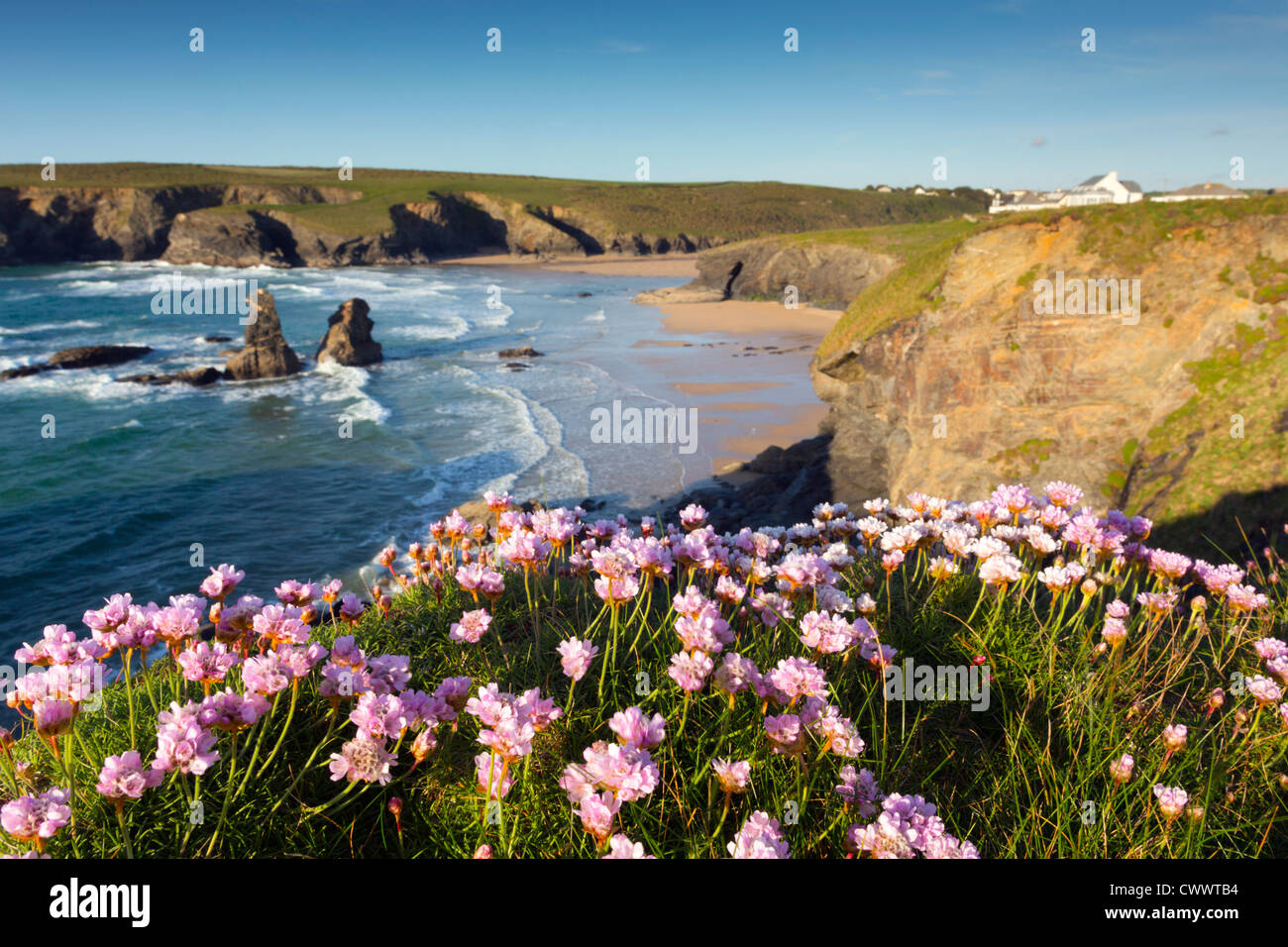 Cornwall beach flowers hi-res stock photography and images - Alamy