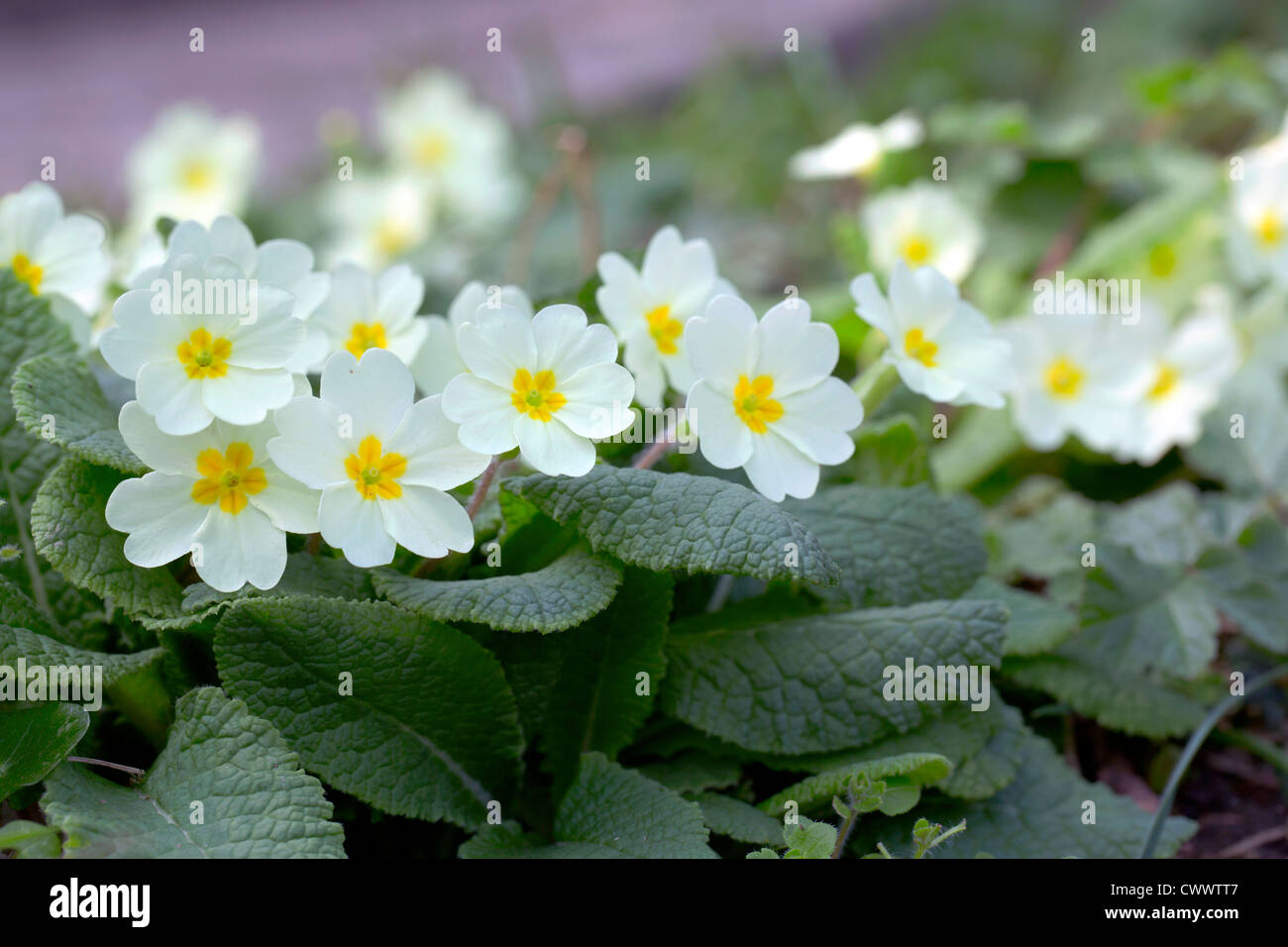 Primroses; Primula vulgaris; flowers; Cornwall; spring Stock Photo - Alamy