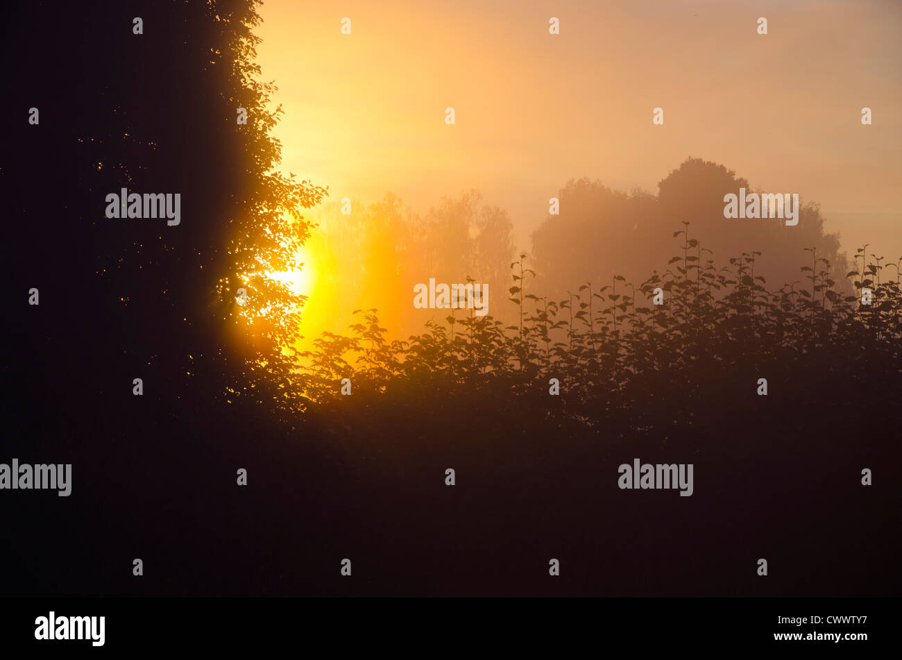 dark early morning sunrise landscape with mist Stock Photo - Alamy