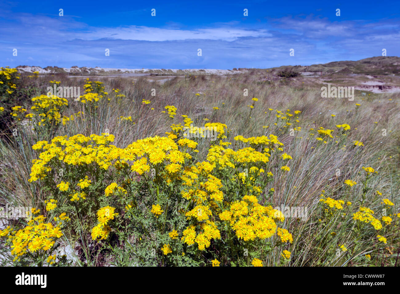 Senecio jacobaea uk hi-res stock photography and images - Alamy