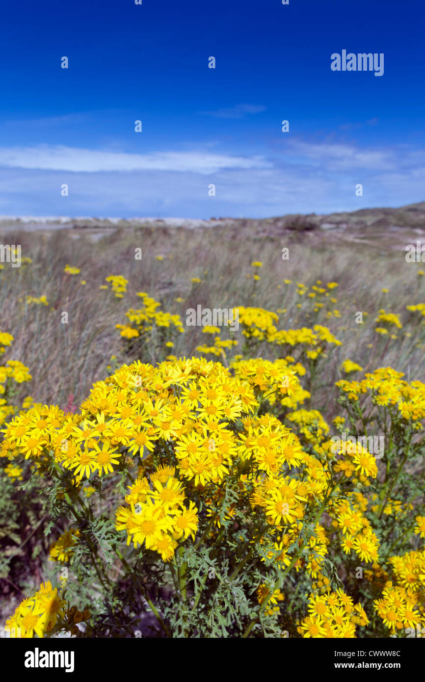 Ragwort; Senecio jacobaea; St Gothian Sands; Cornwall; UK Stock Photo ...