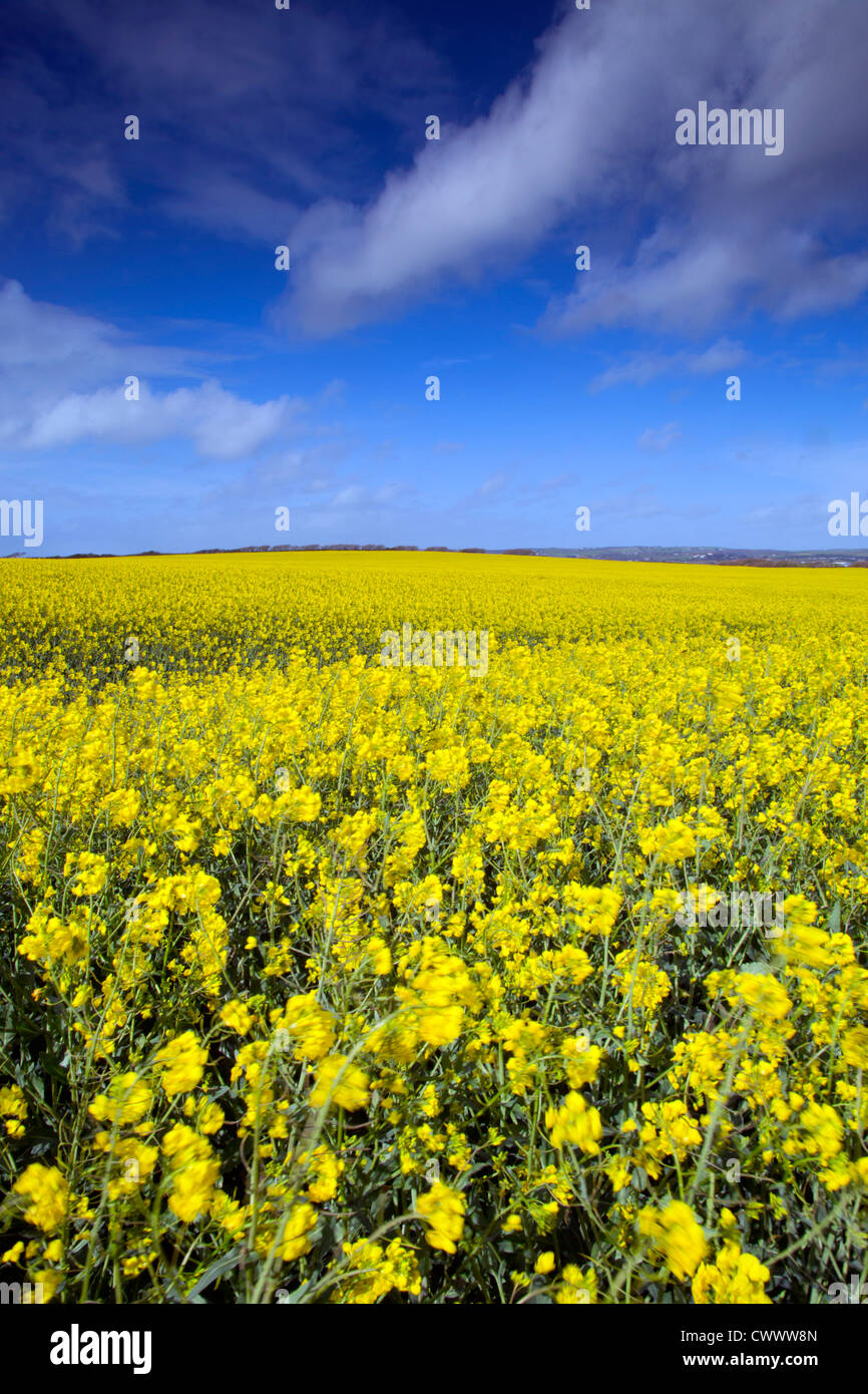 Rape Field; spring; Cornwall; UK Stock Photo - Alamy