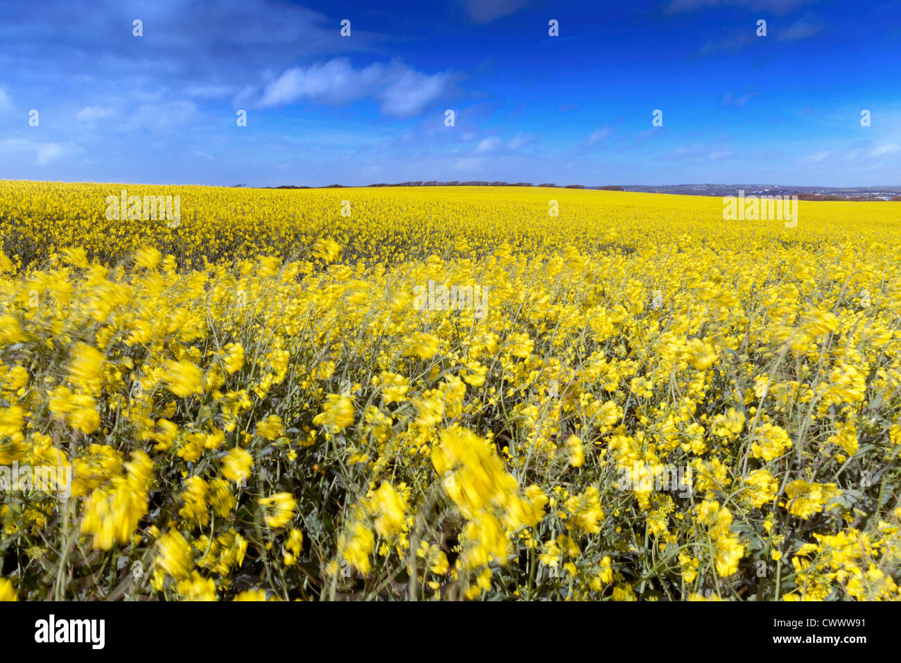 Rape Field; spring; Cornwall; UK; blowing in the wind Stock Photo - Alamy