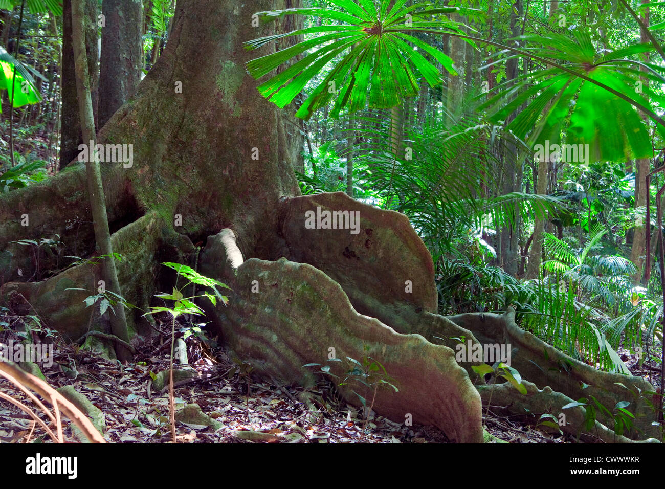 tropical rain forest tree with palm leaf and bright sun light at Cape ...