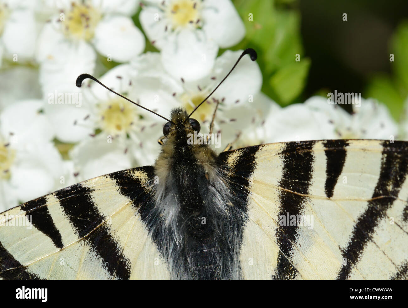 Butterfly iphiclides podalirius swallowtail hi-res stock photography ...