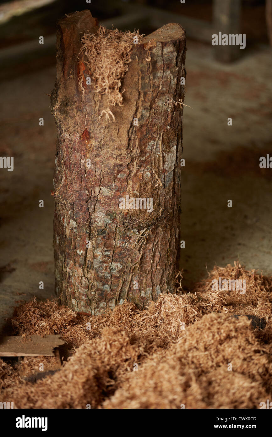 tree trunk stub branch wooden shavings concrete floor cutting wood ...