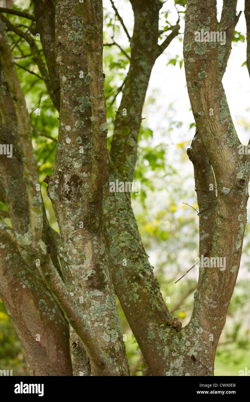 Tree trunk branches moss bendy forked abstract wood leaves green brown ...