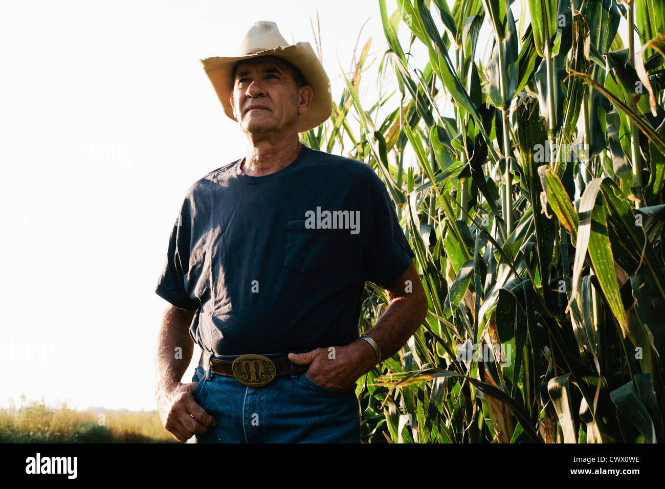 Farmer standing in corn field Stock Photo - Alamy