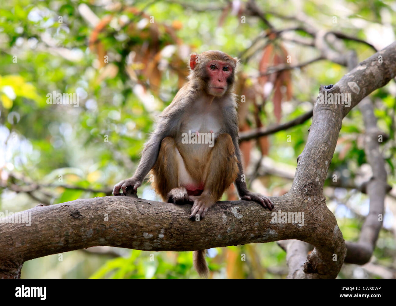 Portrait of the monkey. Park of monkeys in China Stock Photo - Alamy